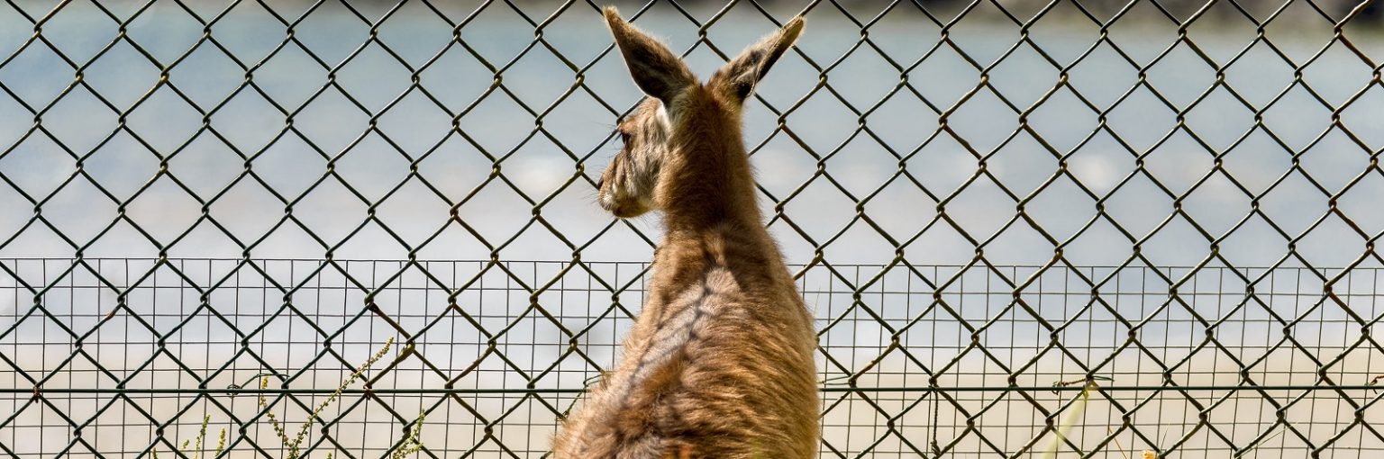 Chain Wire Fencing - A Complete Guide - Apollo Fencing